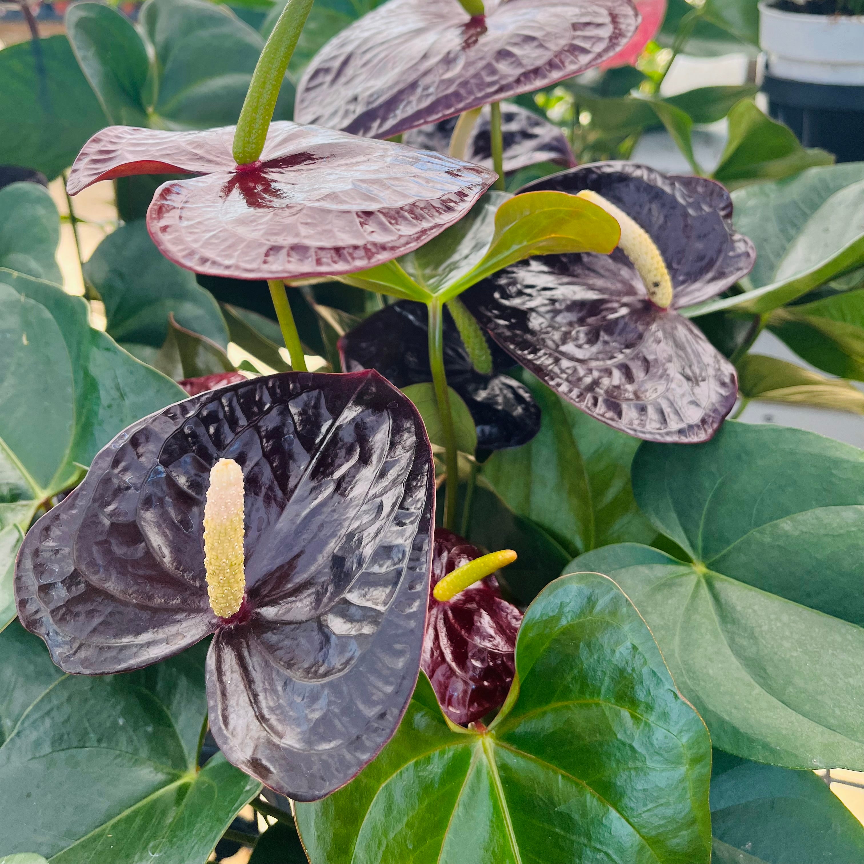 Outdoor – Ralph & Rose